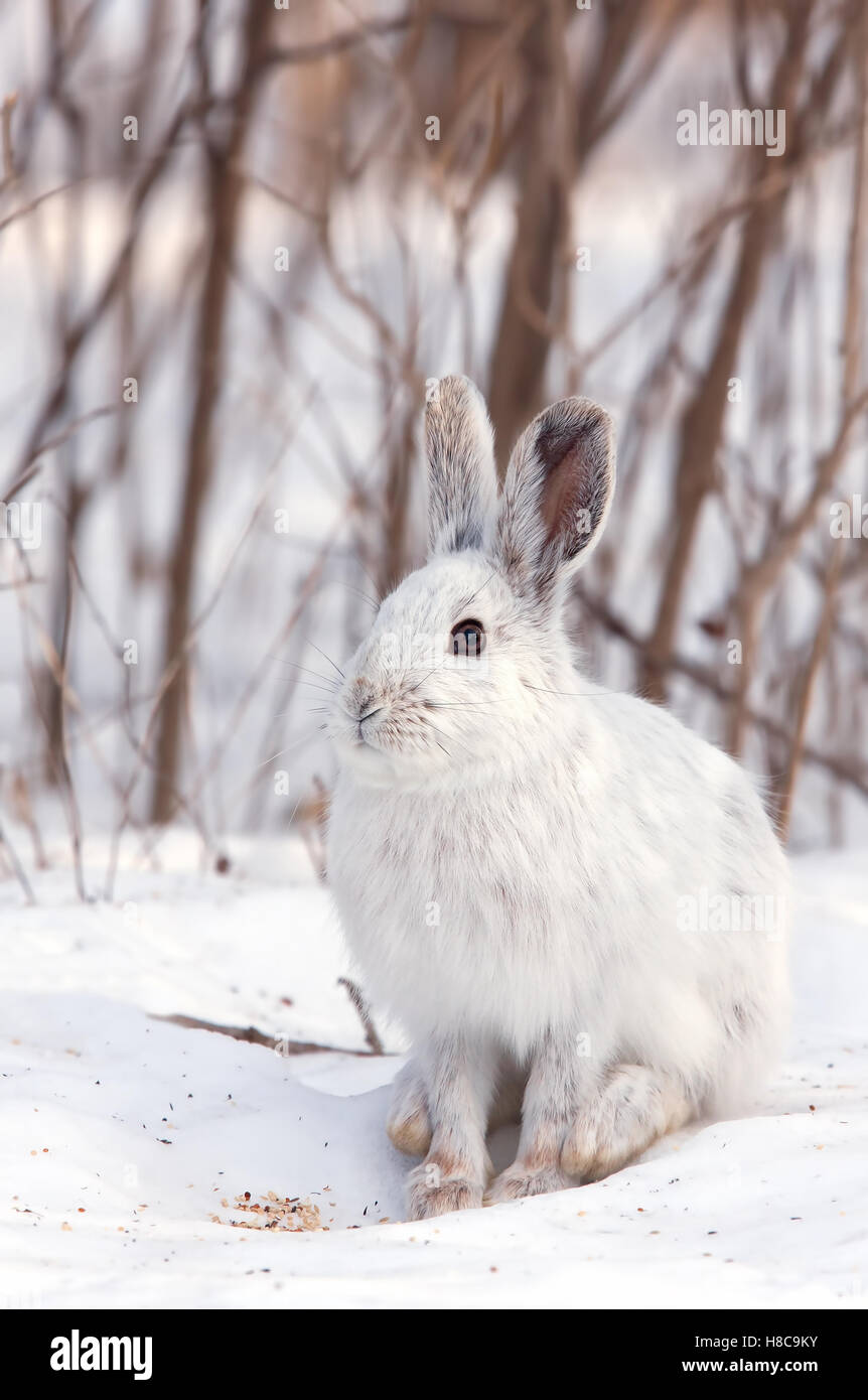 Snowshoe hare or Varying hare (Lepus americanus) in winter in Canada ...