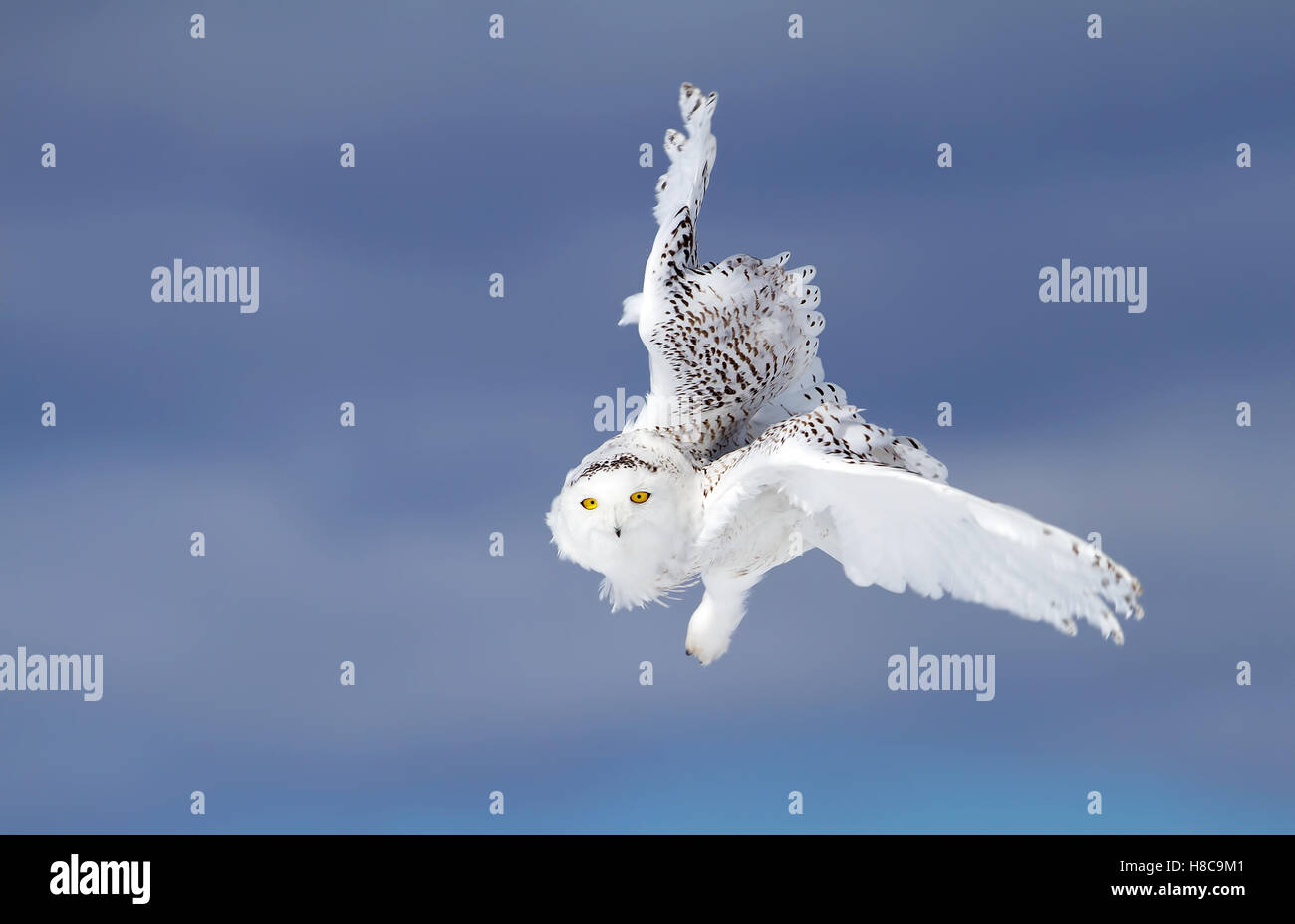 Snowy owl flies against a blue sky background in Canada Stock Photo - Alamy