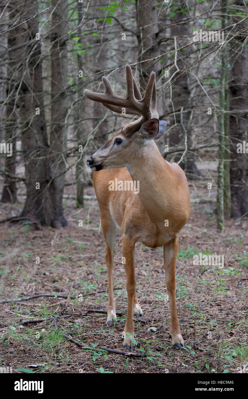 White-tailed deer buck in a autumn meadow in Canada Stock Photo - Alamy