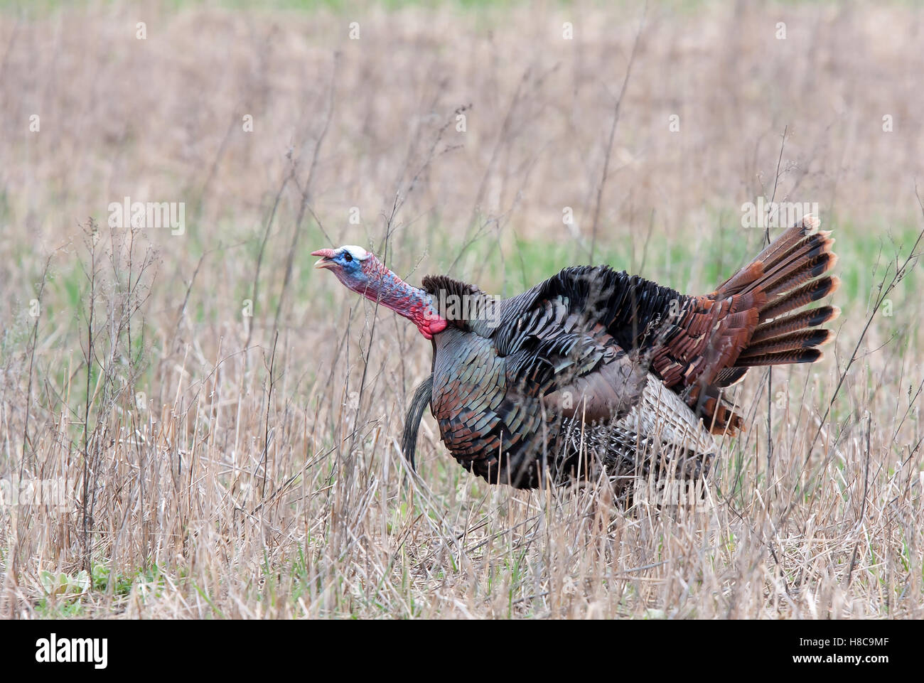 Eastern turkey bird hi-res stock photography and images - Alamy