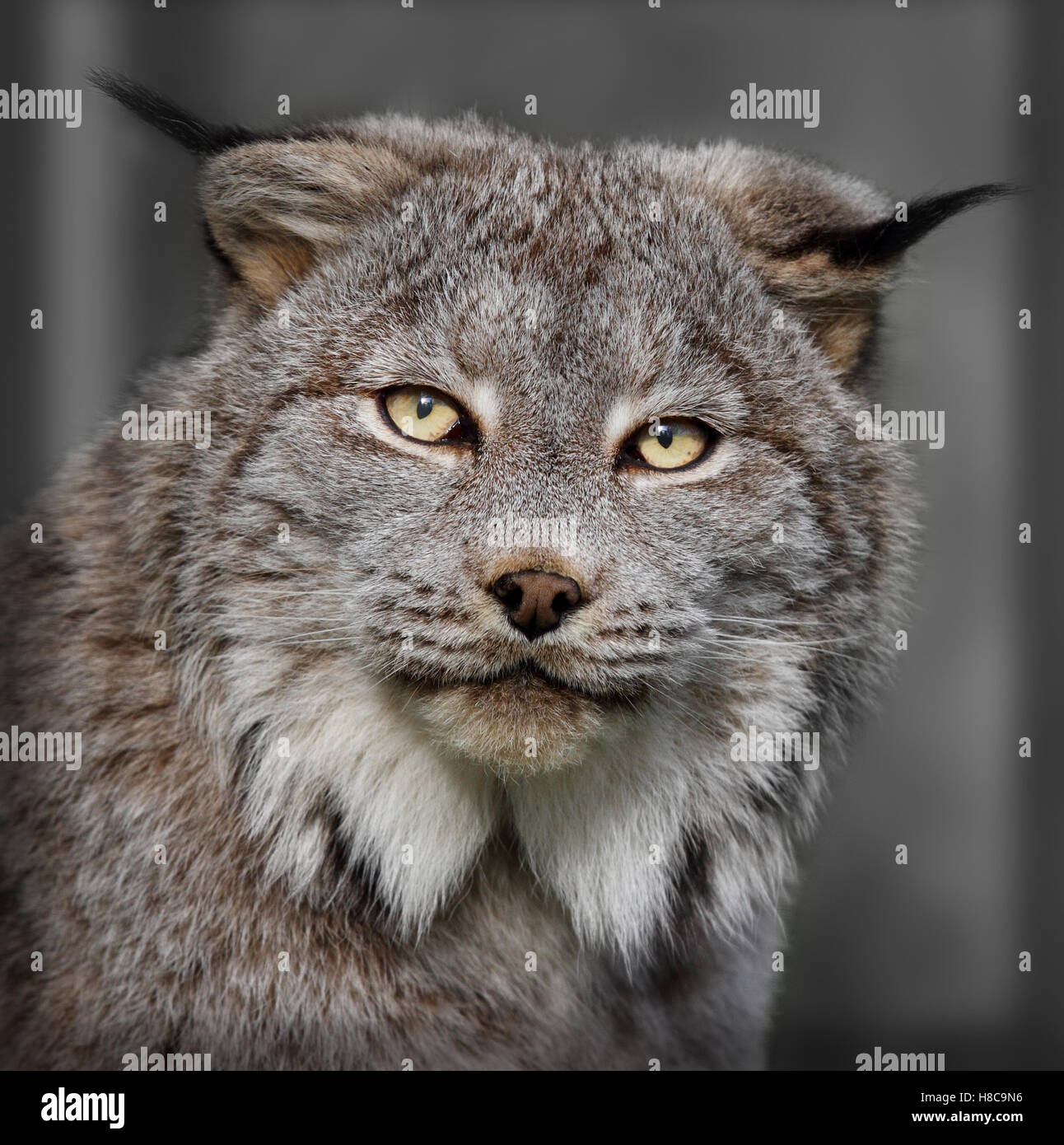 Front lynx hi-res stock photography and images - Alamy