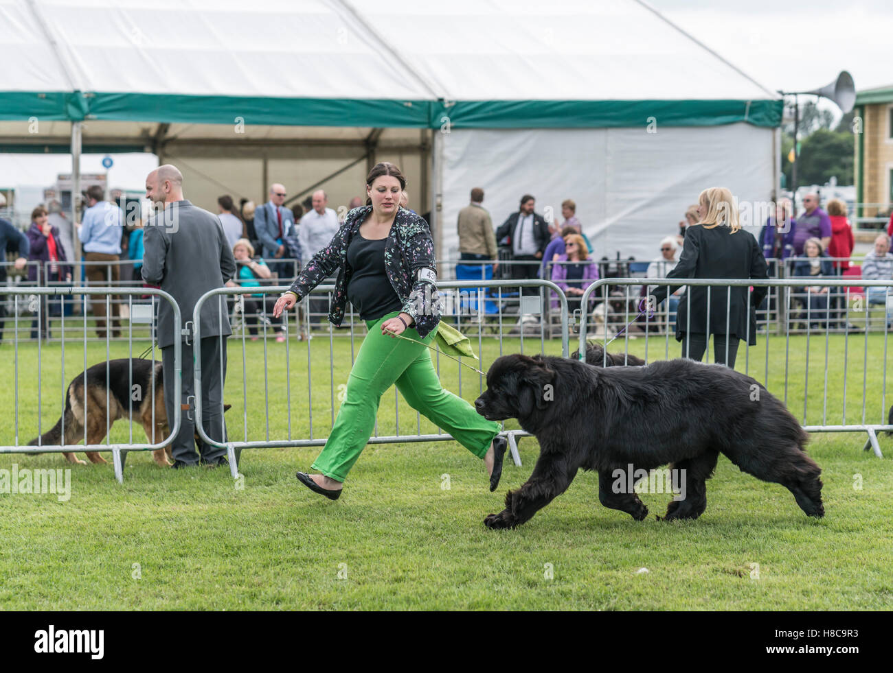 It's a dog's life - at the Border Union showground in Kelso ...