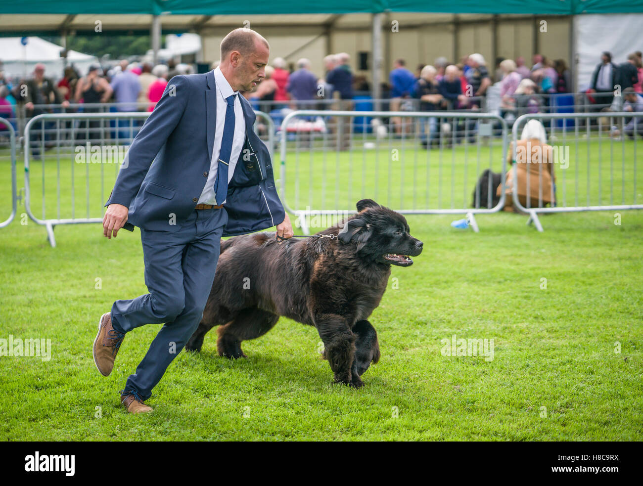 Border union showground hi-res stock photography and images - Alamy