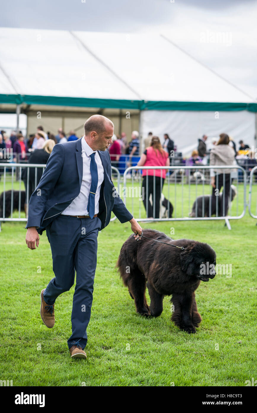 Border union showground hi-res stock photography and images - Alamy