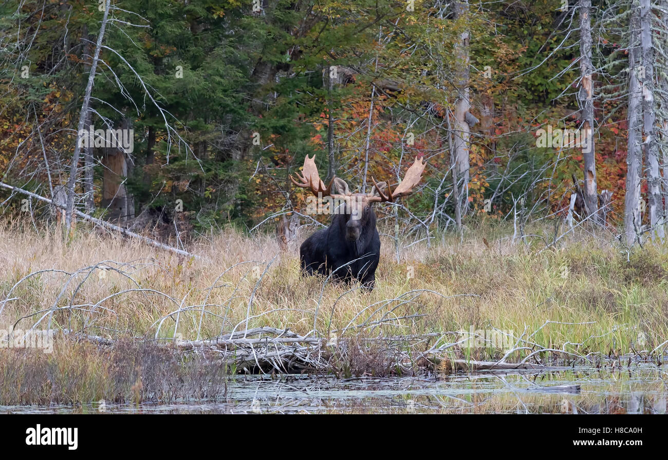 Bull moose grazing in a pond in autumn in Algonquin Park in Canada ...