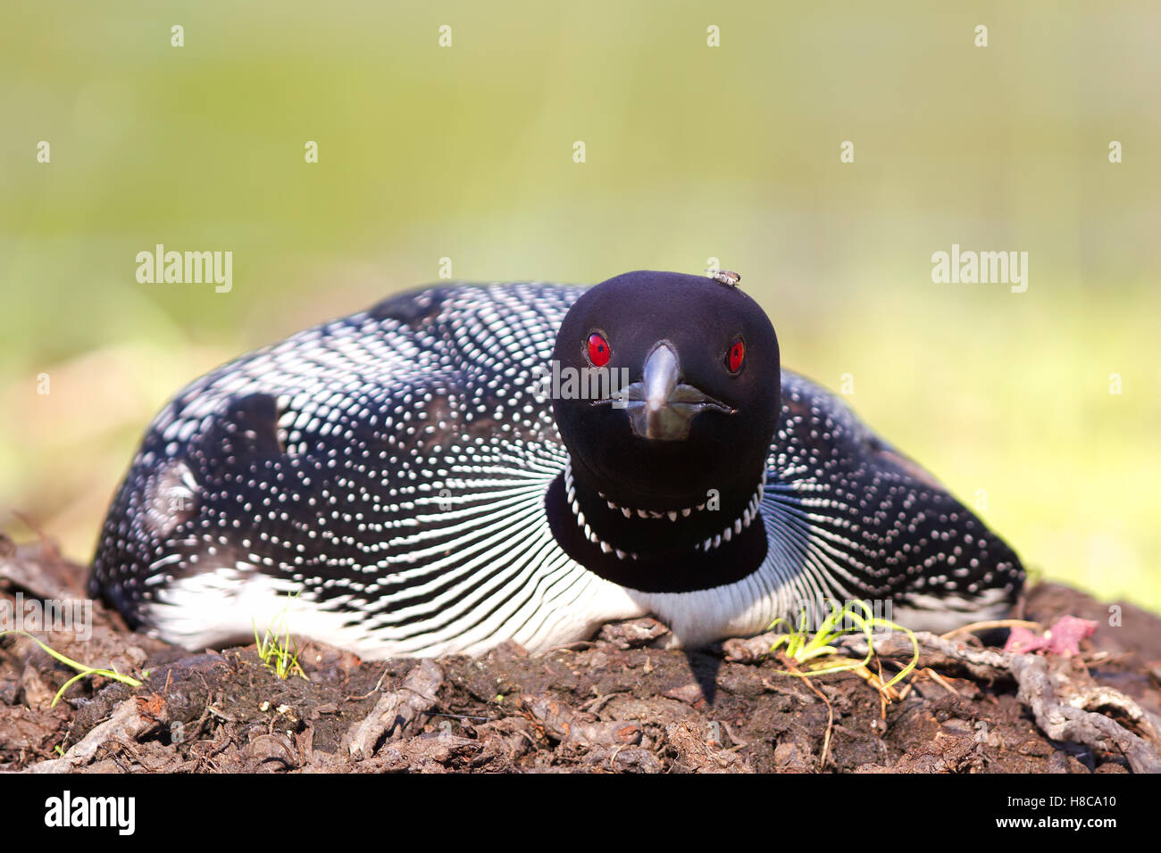 Common loon sitting on nest incubating her eggs in Canada Stock Photo ...