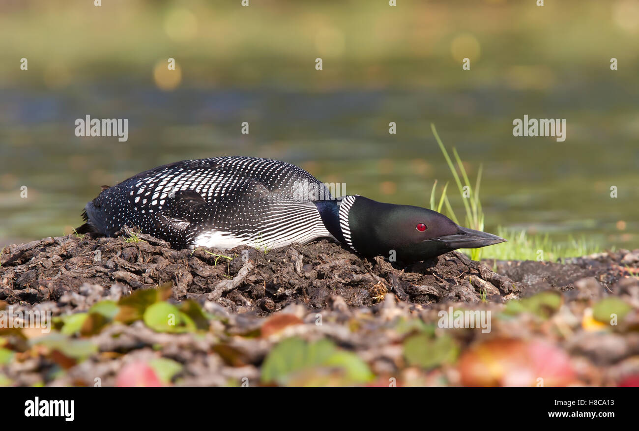 Common loon sitting on nest incubating her eggs in Canada Stock Photo ...
