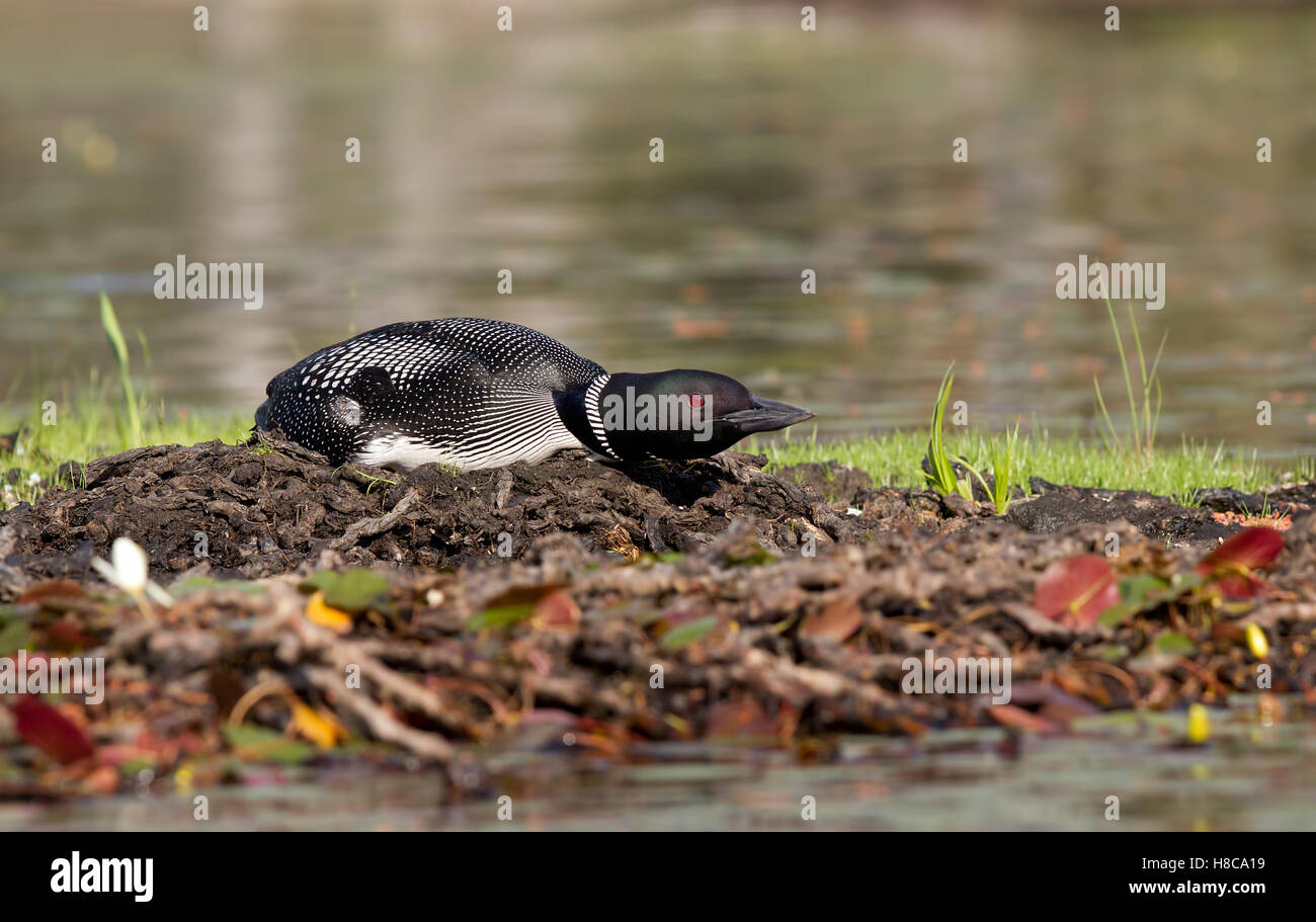 Common loon sitting on nest incubating her eggs in Canada Stock Photo ...