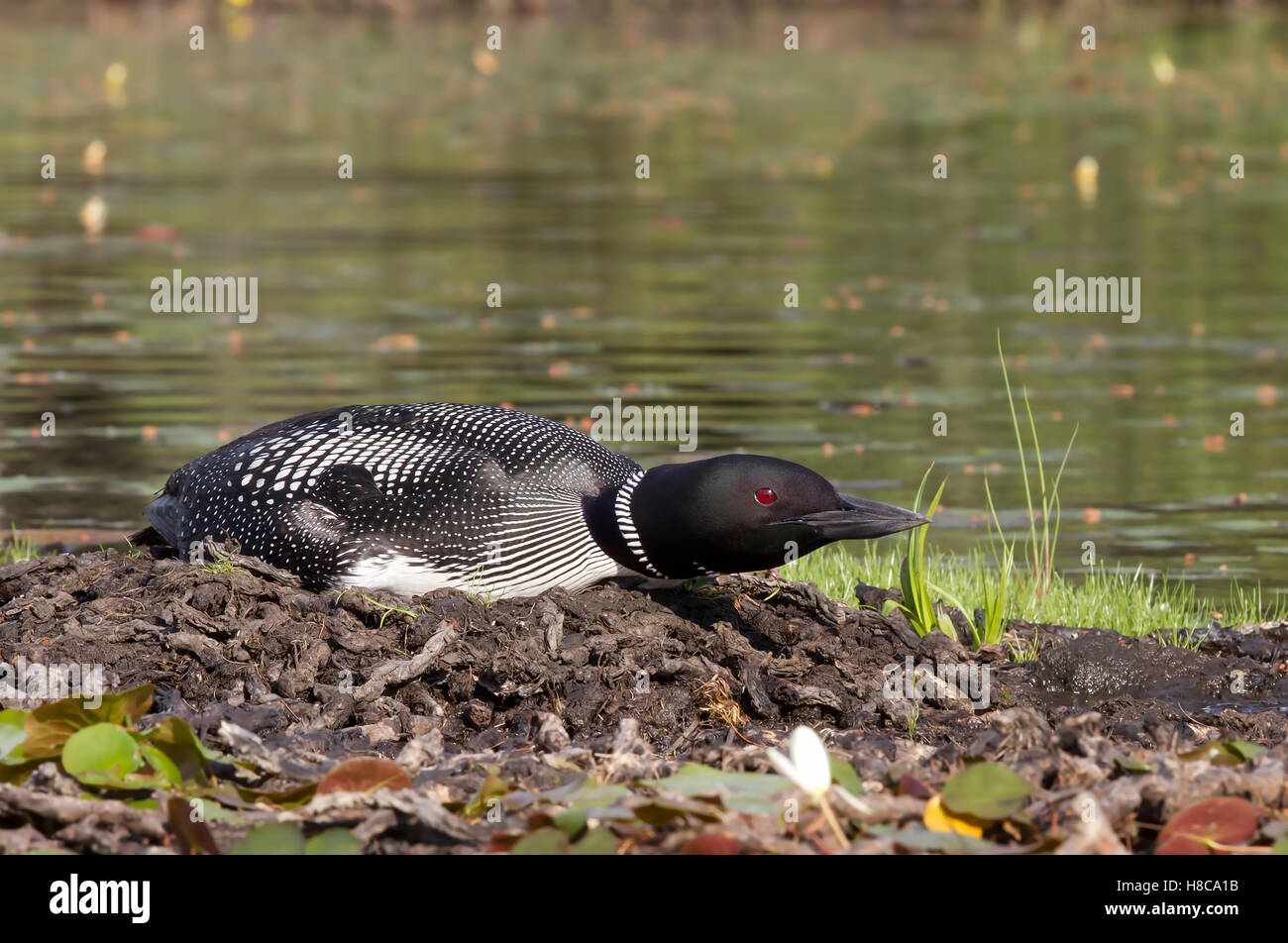 Common loon sitting on nest incubating her eggs in Canada Stock Photo ...