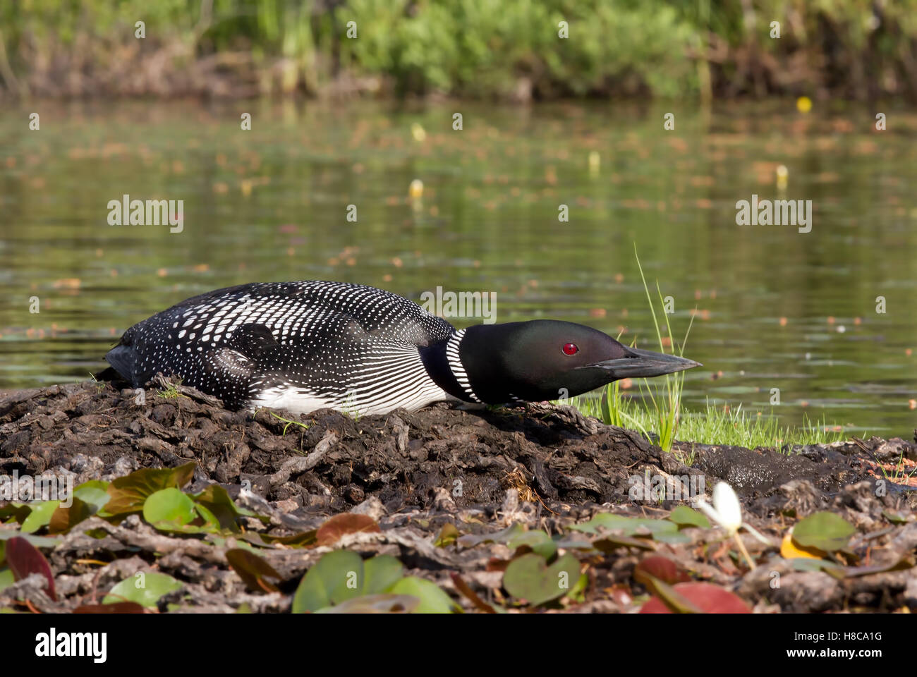 Common loon eggs hi-res stock photography and images - Alamy