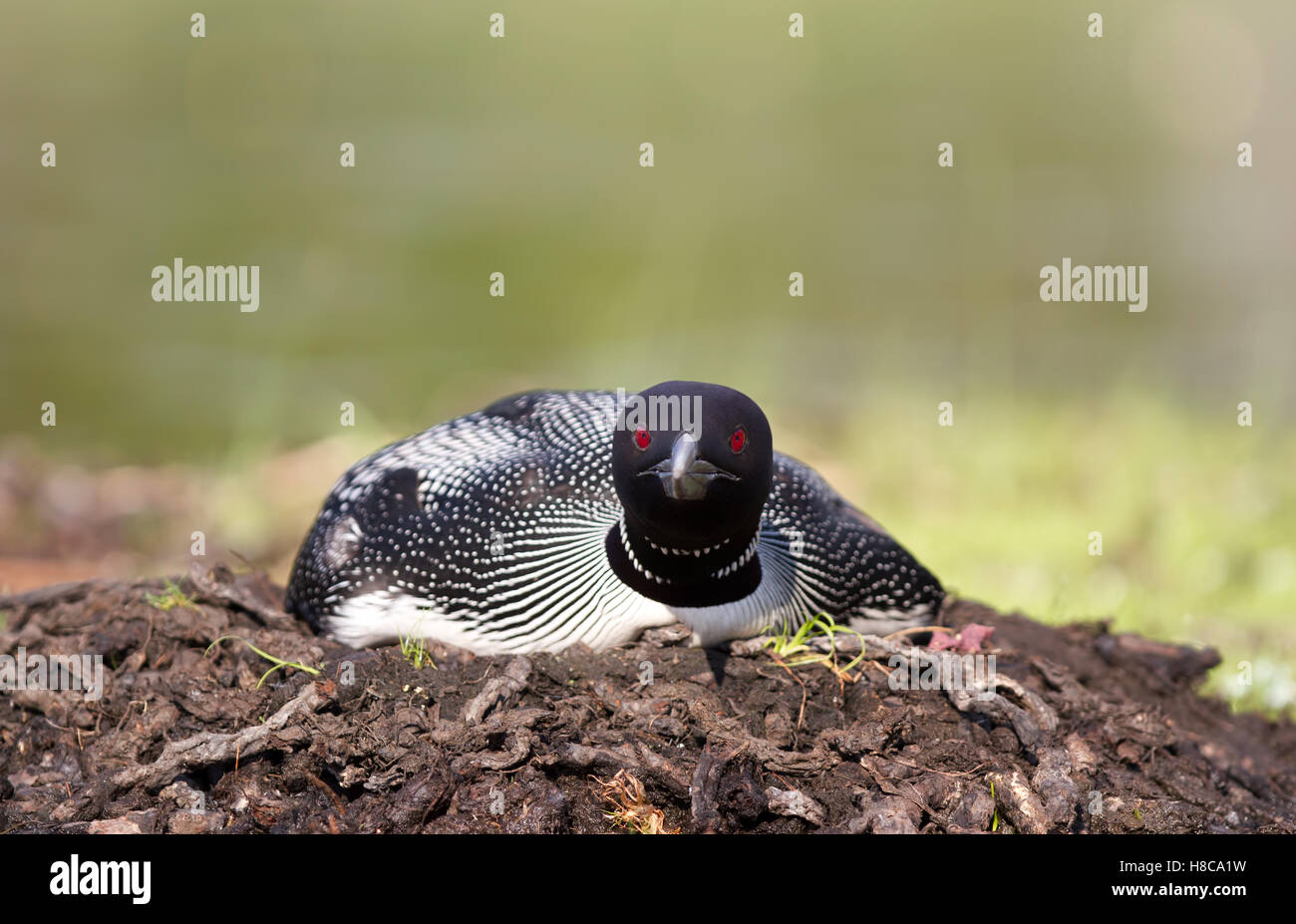 Common loon sitting on nest incubating her eggs in Canada Stock Photo ...
