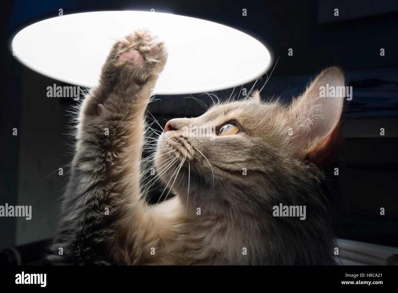 Many kittens hi-res stock photography and images - Alamy
