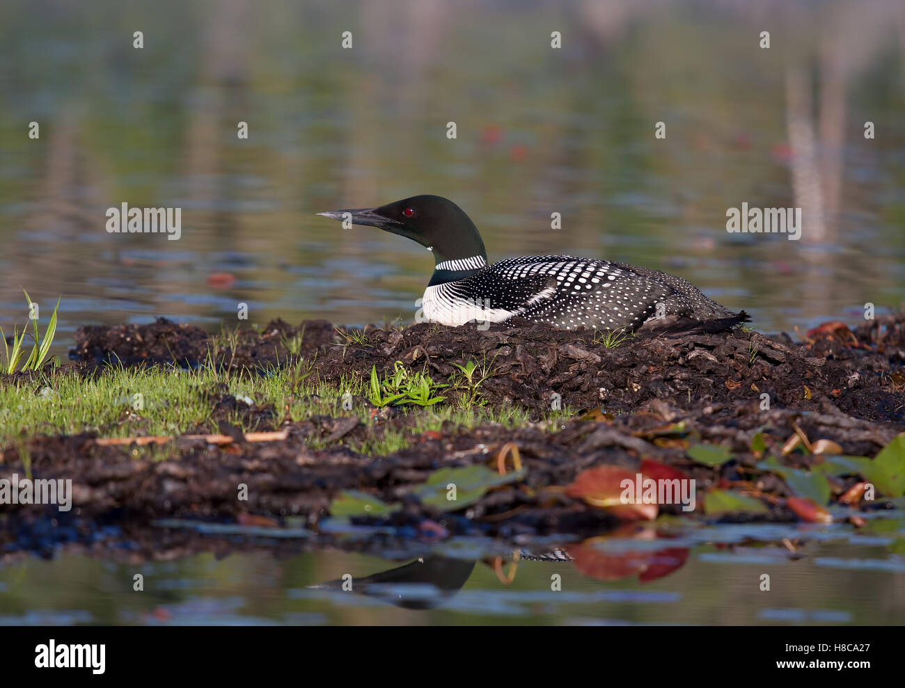 Common loon sitting on nest incubating her eggs in Canada Stock Photo ...