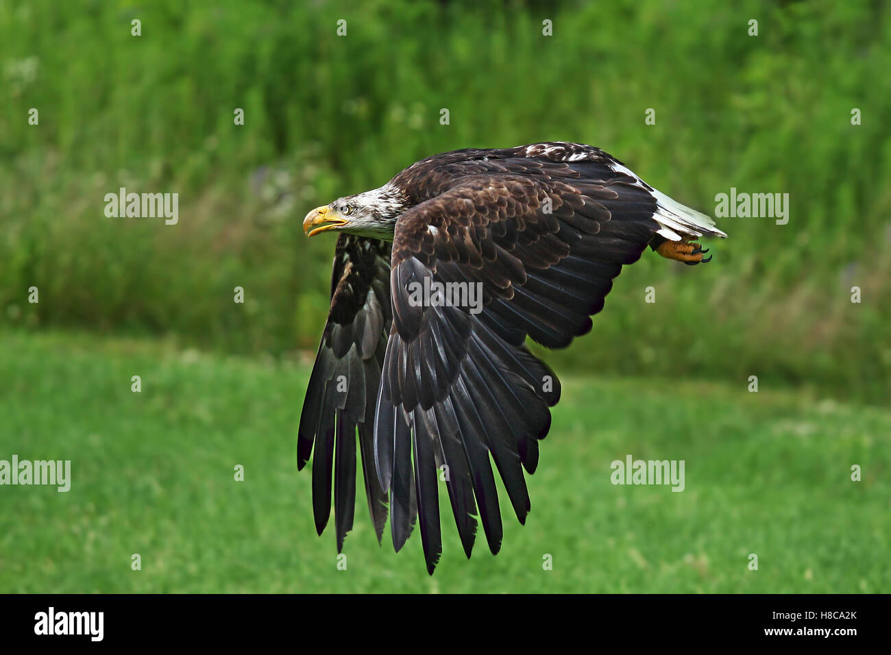 Bald Eagle in flight Stock Photo - Alamy