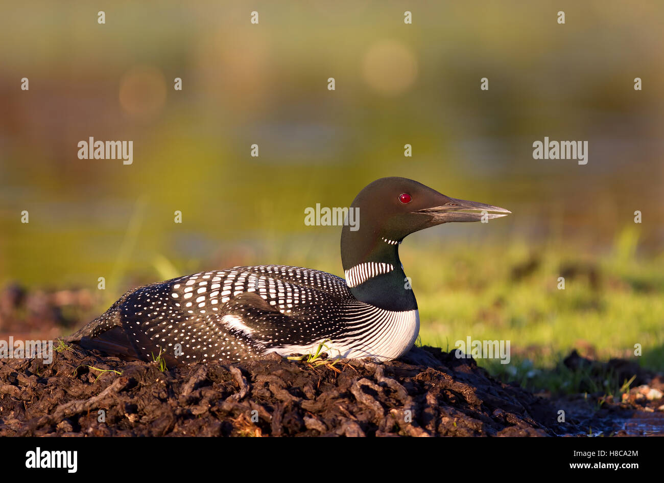 Common loon sitting on nest incubating her eggs in Canada Stock Photo ...