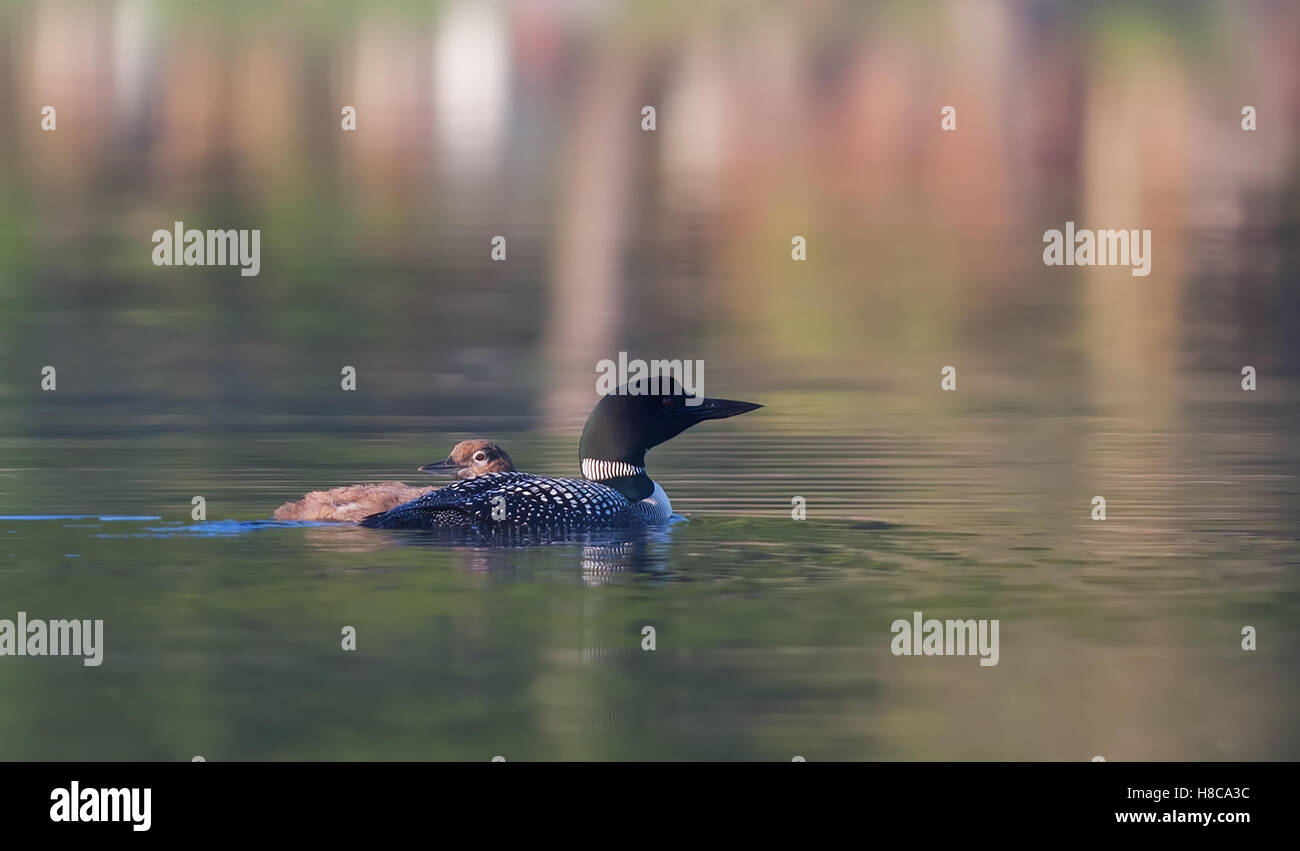 Common loon swimming hi-res stock photography and images - Alamy