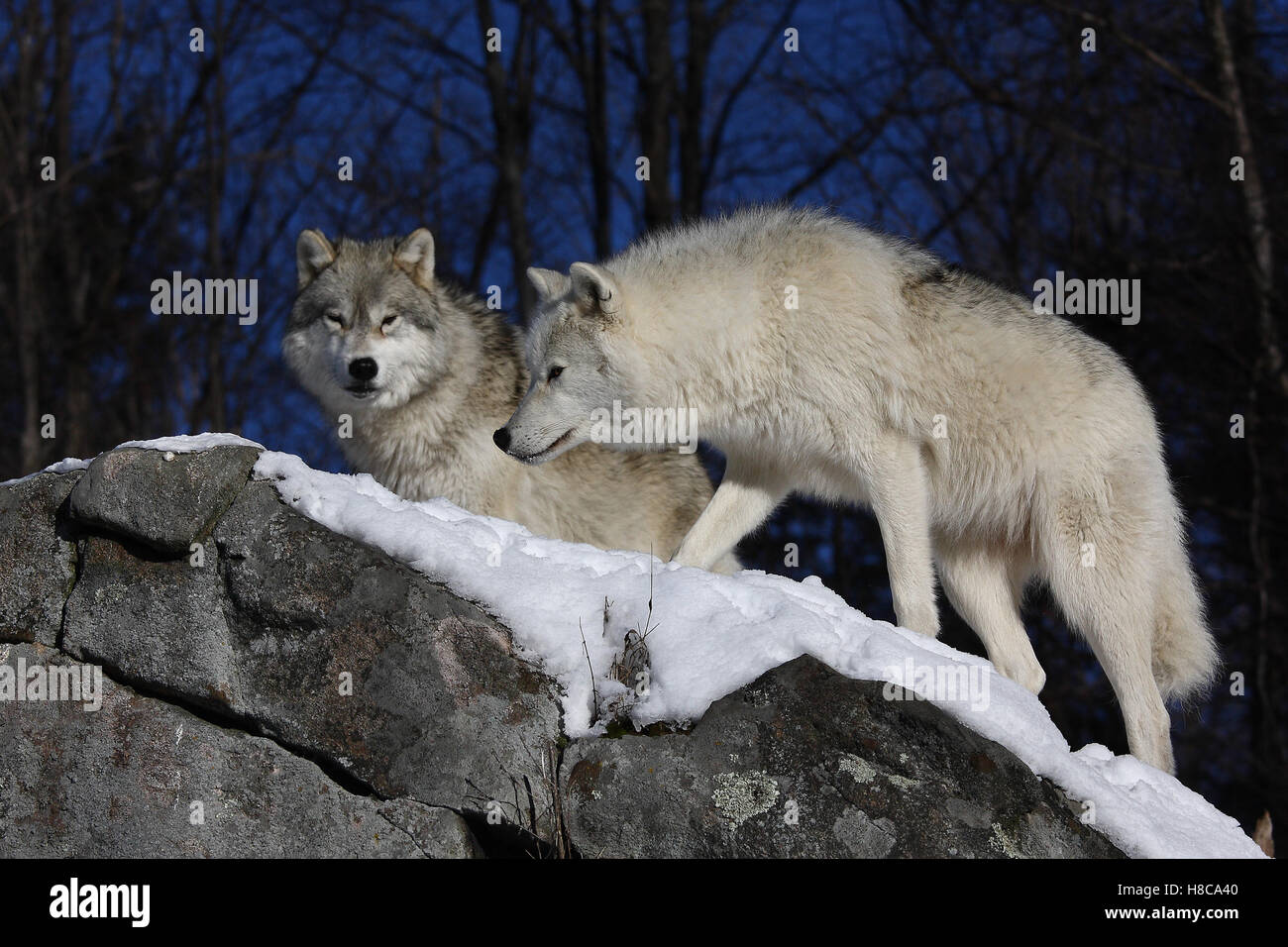 Arctic wolves standing on a rocky cliff in winter in Canada Stock Photo ...