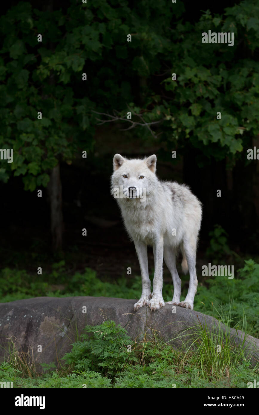 Wolf on rock hi-res stock photography and images - Alamy