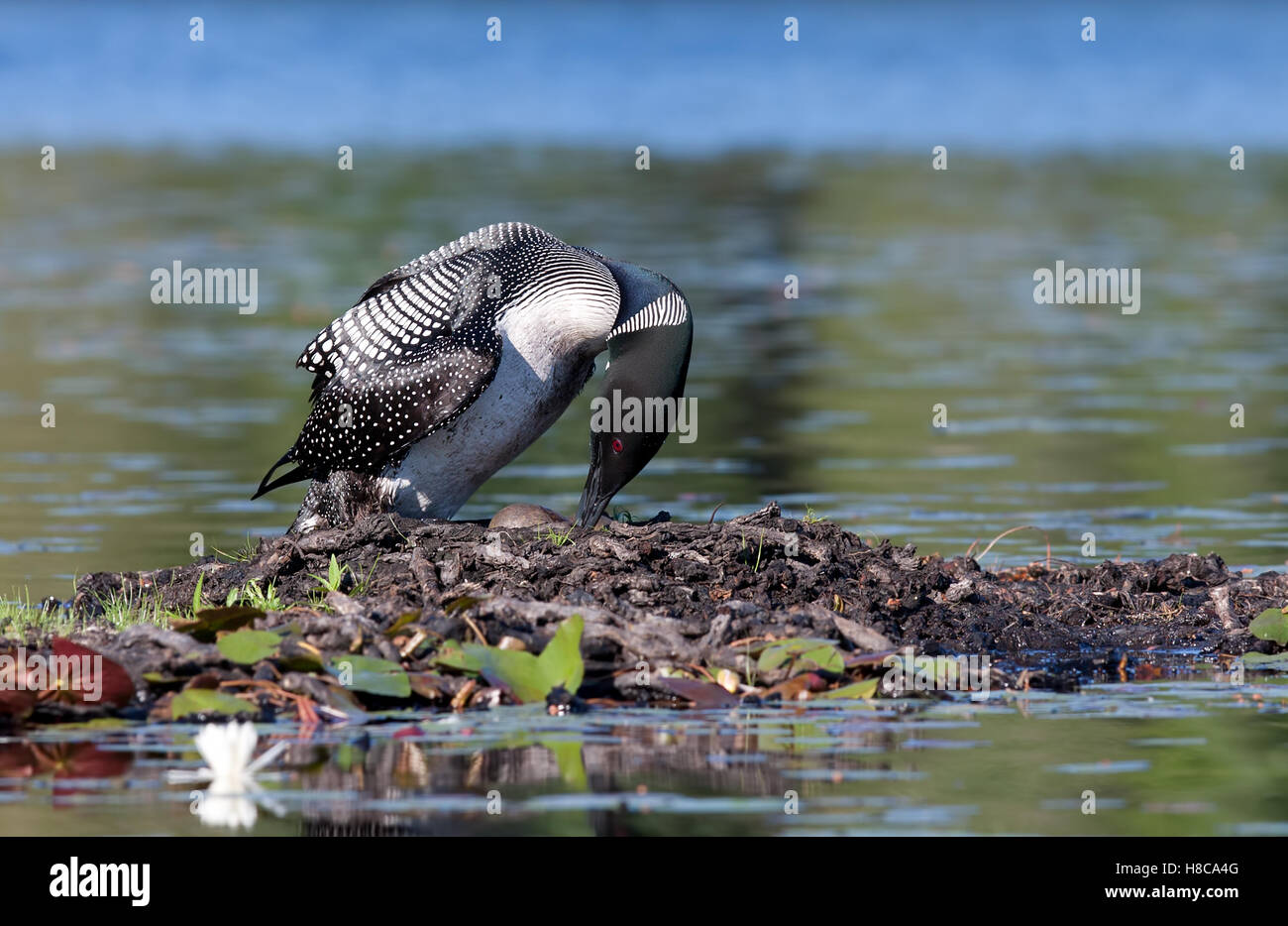 Common loon sitting on the nest checking her eggs in Canada Stock Photo ...