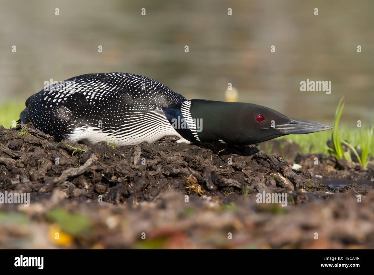 Common loon sitting on nest incubating her eggs in Canada Stock Photo ...