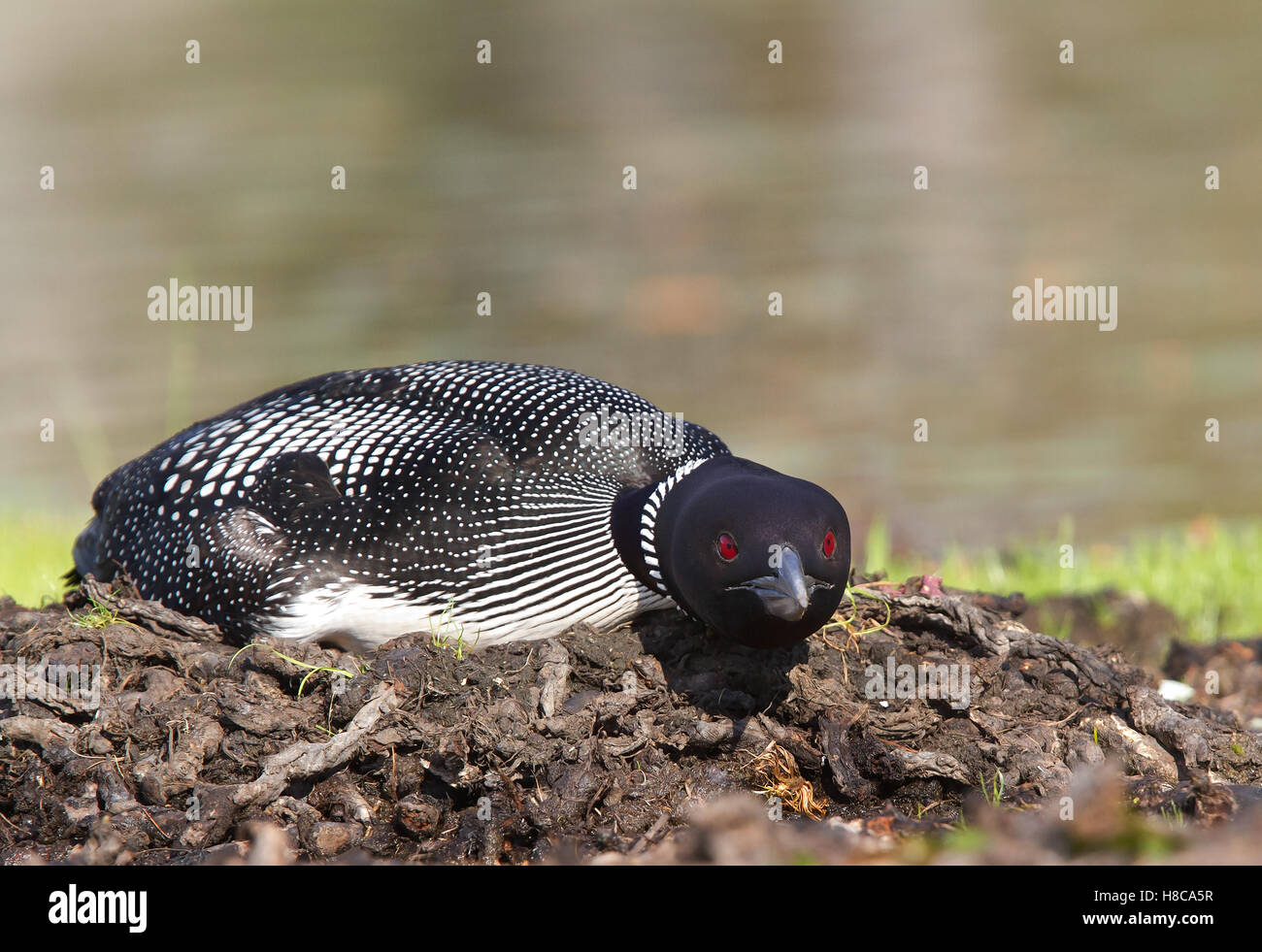 Common loon sitting on nest incubating her eggs in Canada Stock Photo ...