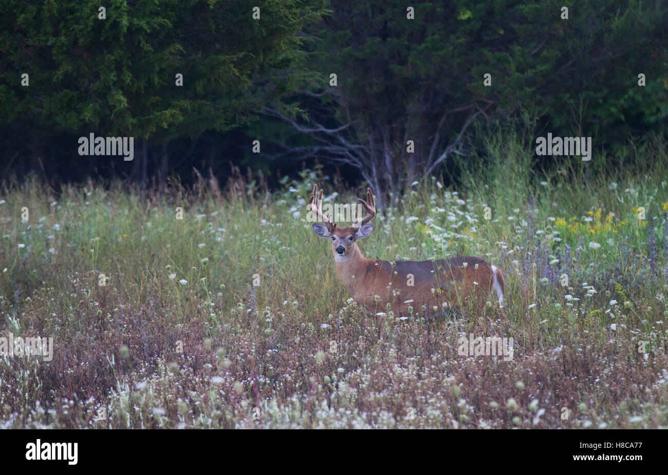 White-tailed deer buck in a spring meadow in Canada Stock Photo - Alamy