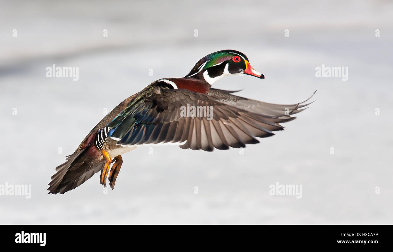 Wood Duck Landing