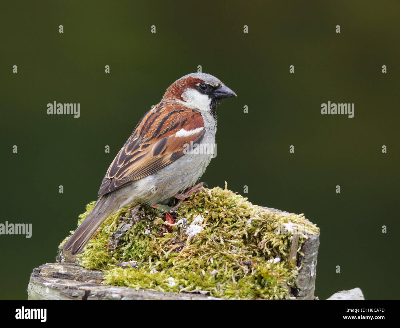 Male House Sparrow perched on tree stump by the river Stock Photo - Alamy