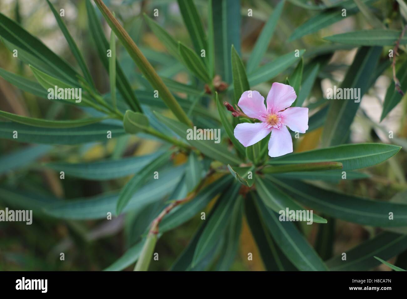 Beautiful rose color flower available in high-resolution and several ...