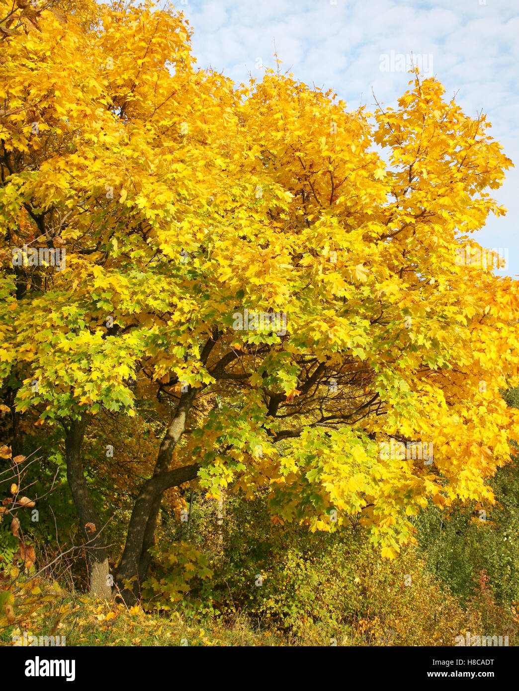 Yellow maple tree on a blue sky background Stock Photo - Alamy