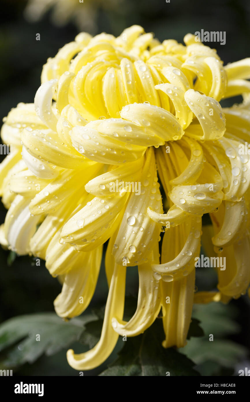 A yellow chrysanthemum Stock Photo - Alamy