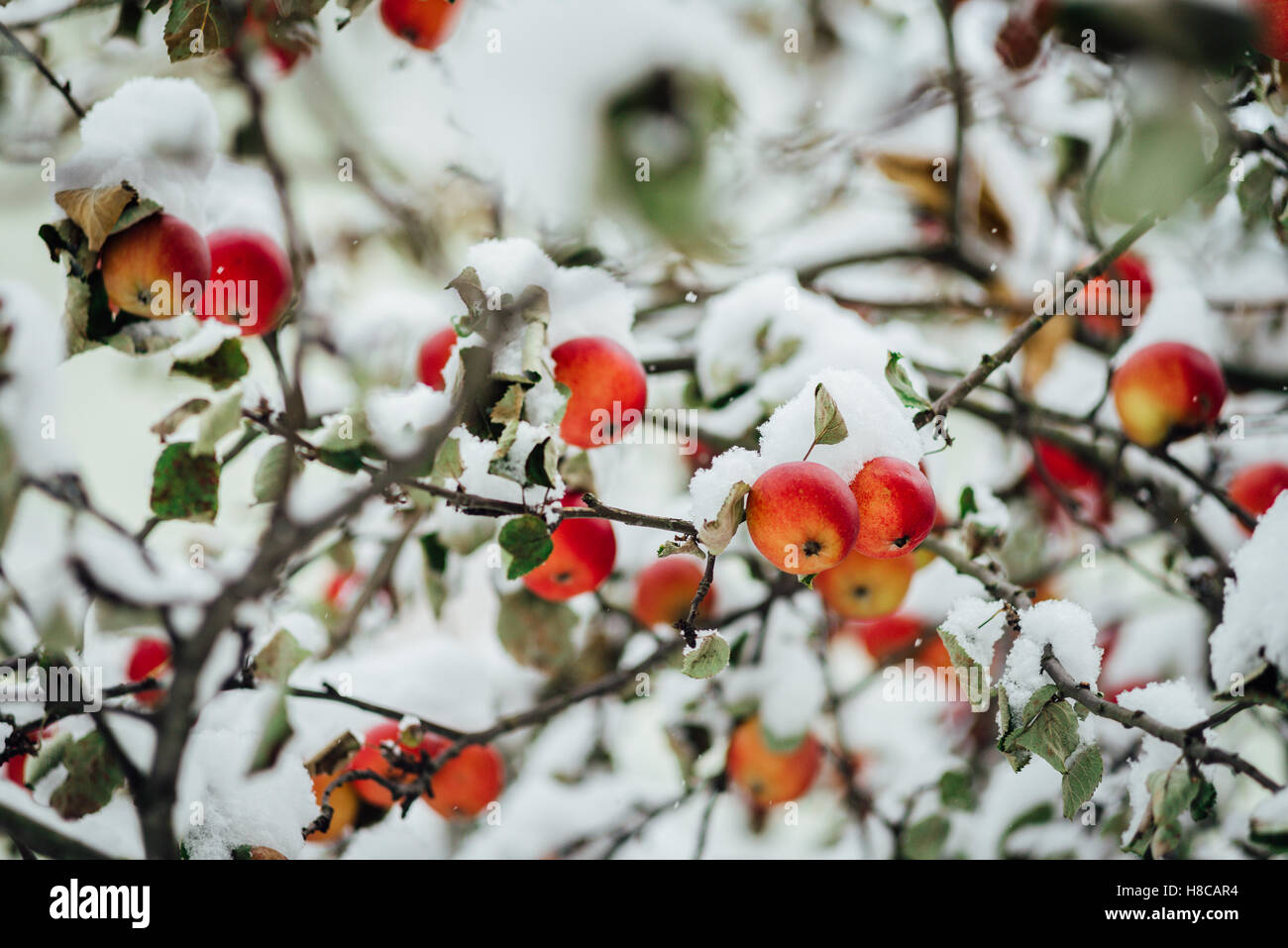 Red apples on branch in snow in winter Stock Photo - Alamy