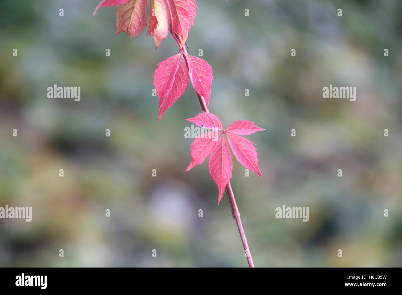 Nature background with beautiful leaves Stock Photo - Alamy
