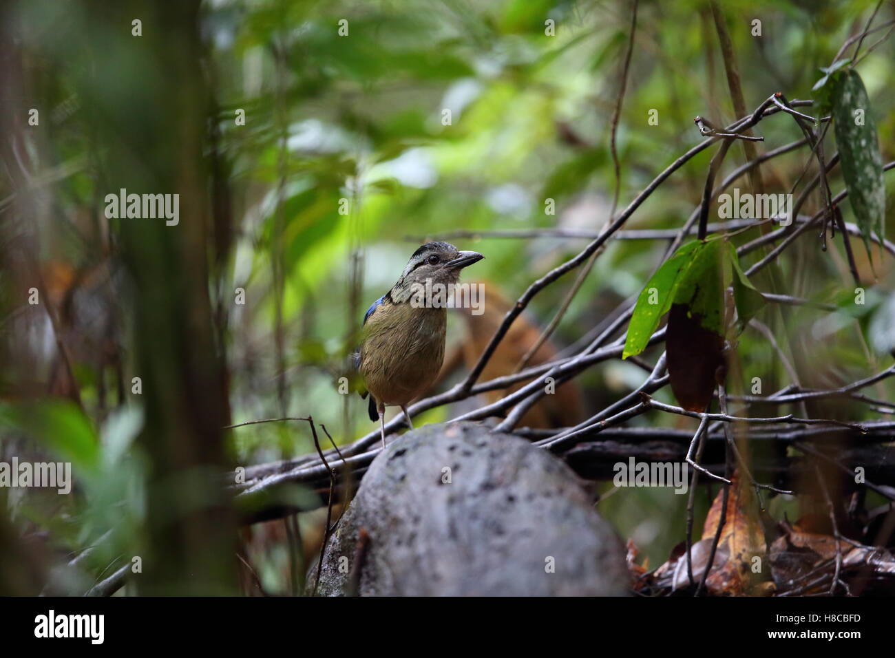 Giant pitta (Hydrornis caeruleus) in Borneo, Malaysia Stock Photo - Alamy