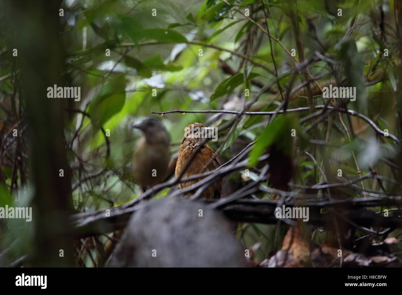 Giant pitta (Hydrornis caeruleus) in Borneo, Malaysia Stock Photo - Alamy