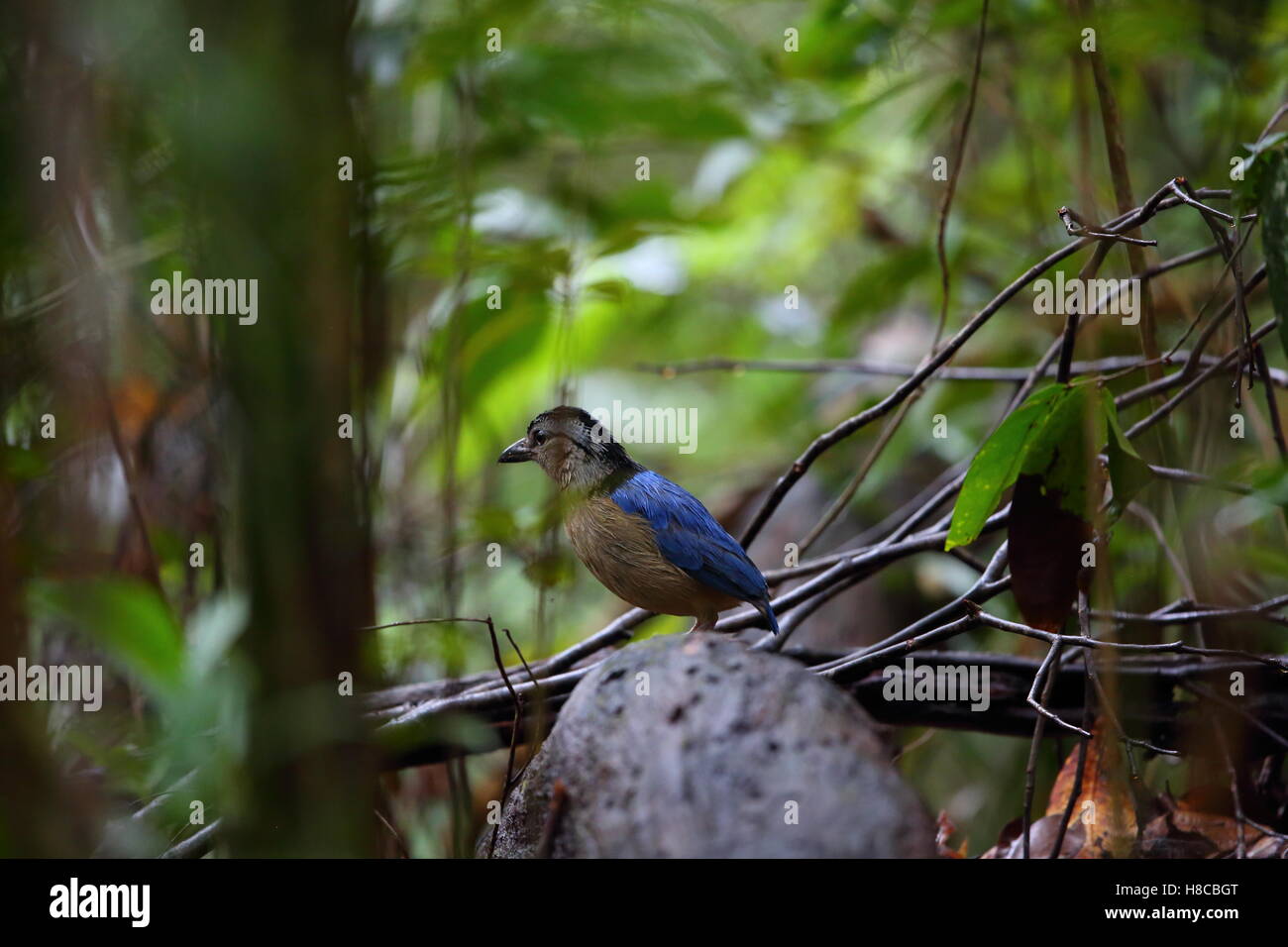 Giant pitta (Hydrornis caeruleus) in Borneo, Malaysia Stock Photo - Alamy
