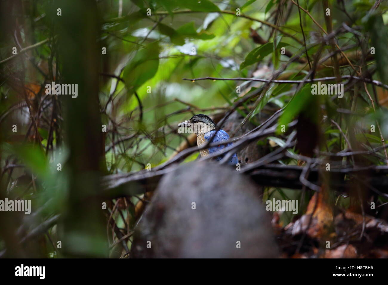 Giant pitta (Hydrornis caeruleus) in Borneo, Malaysia Stock Photo - Alamy