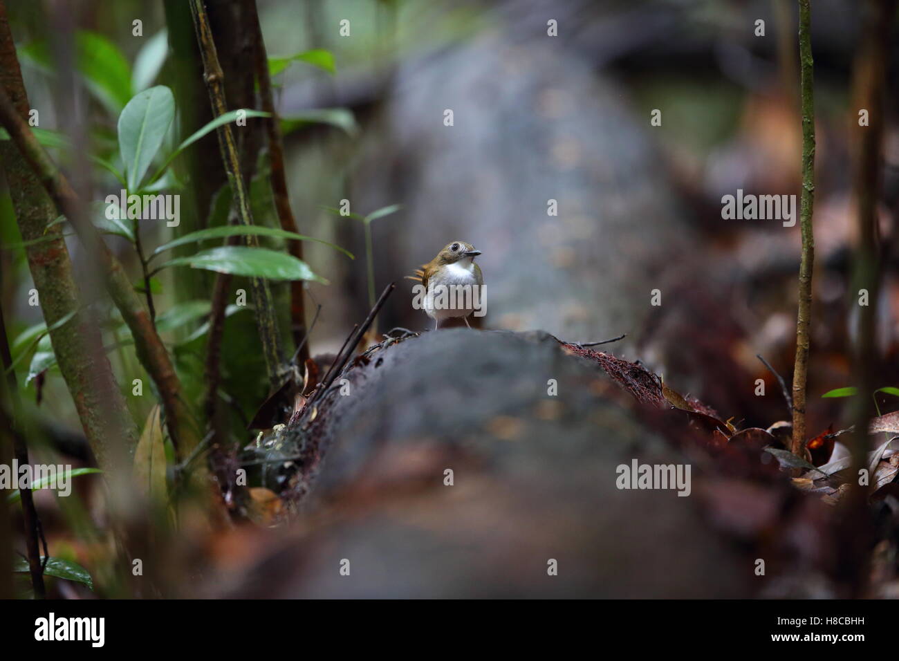 Grey-chested jungle flycatcher (Cyornis umbratilis) in Borneo, Malaysia ...