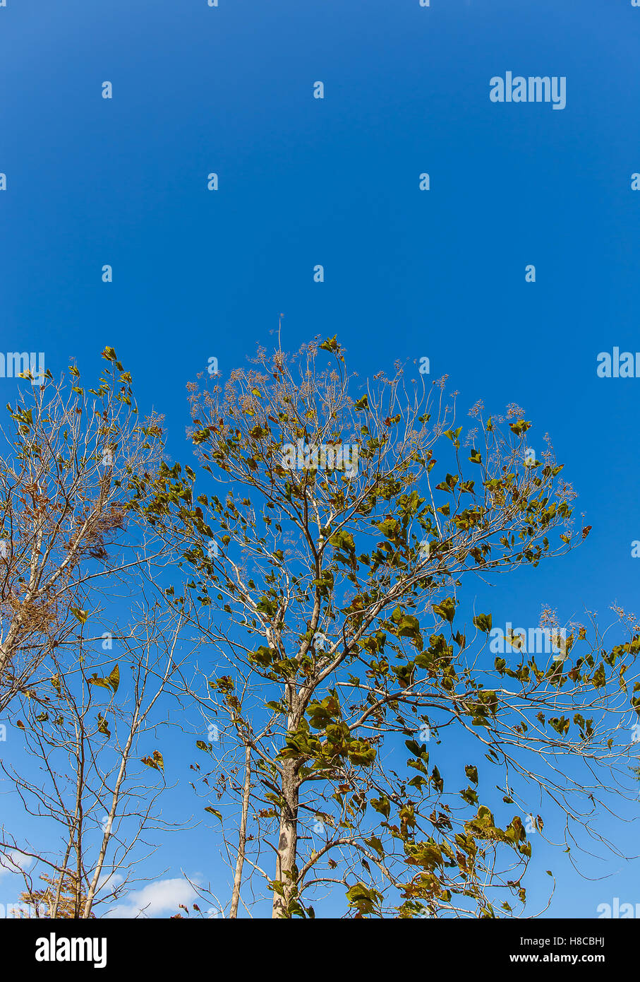 Tree against the sky background Stock Photo - Alamy