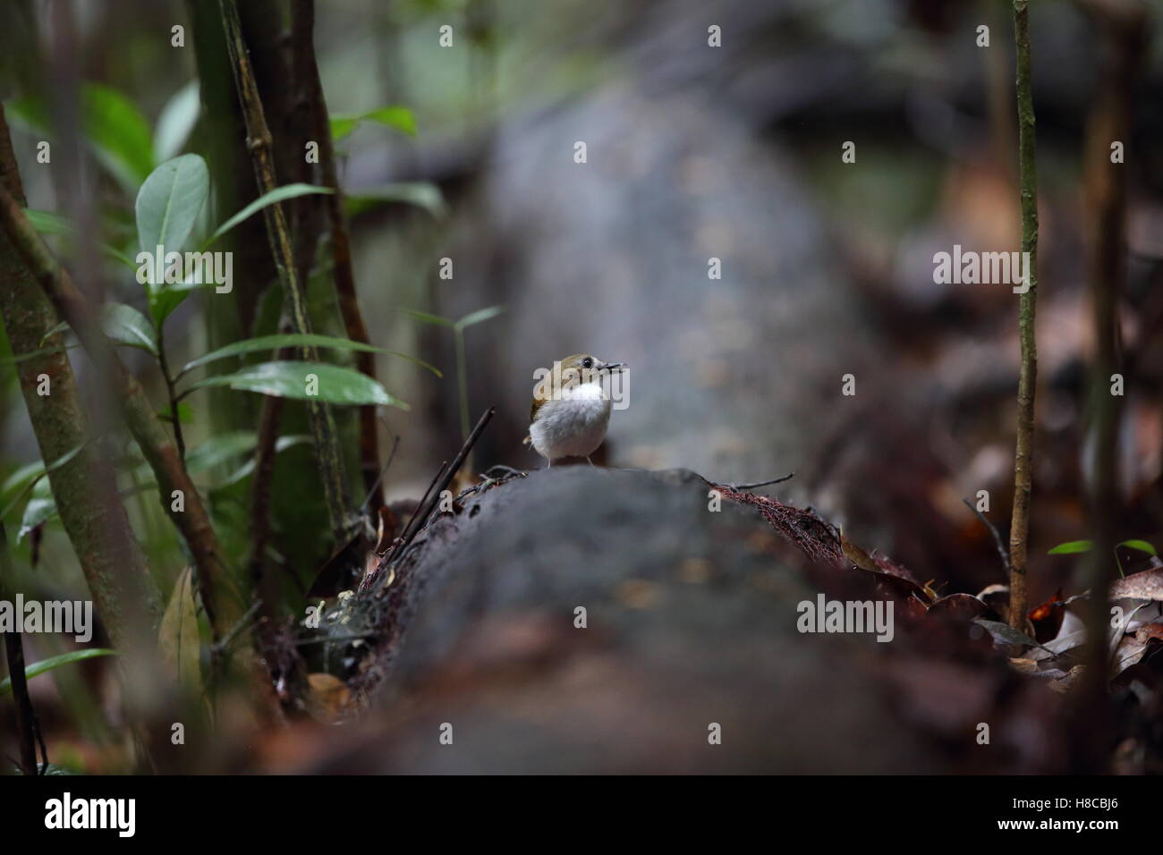Grey-chested jungle flycatcher (Cyornis umbratilis) in Borneo, Malaysia ...
