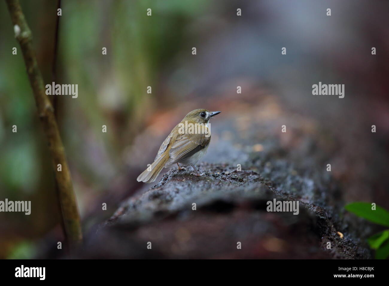 Grey-chested jungle flycatcher (Cyornis umbratilis) in Borneo, Malaysia ...