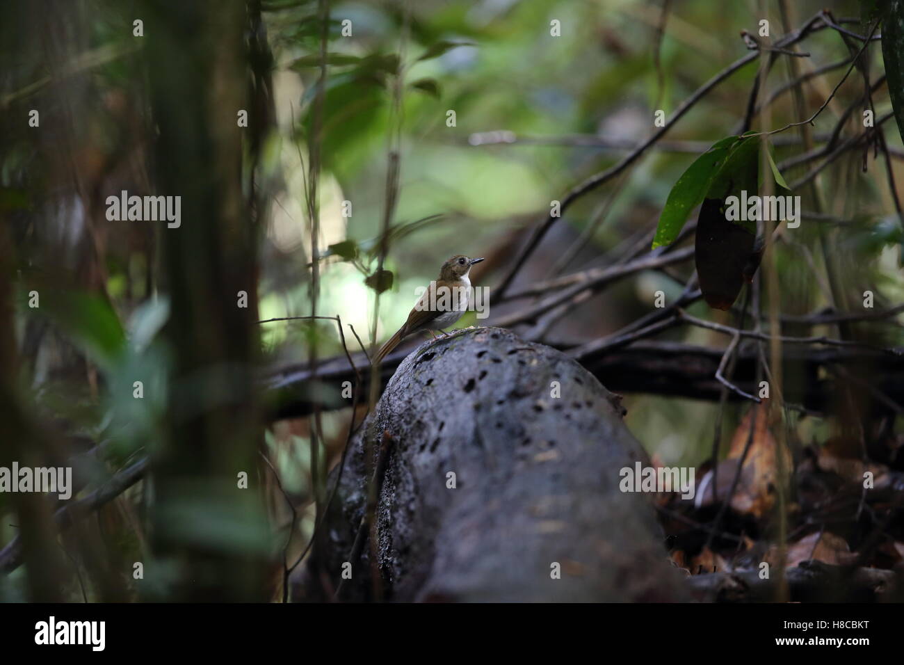 Grey-chested jungle flycatcher (Cyornis umbratilis) in Borneo, Malaysia ...