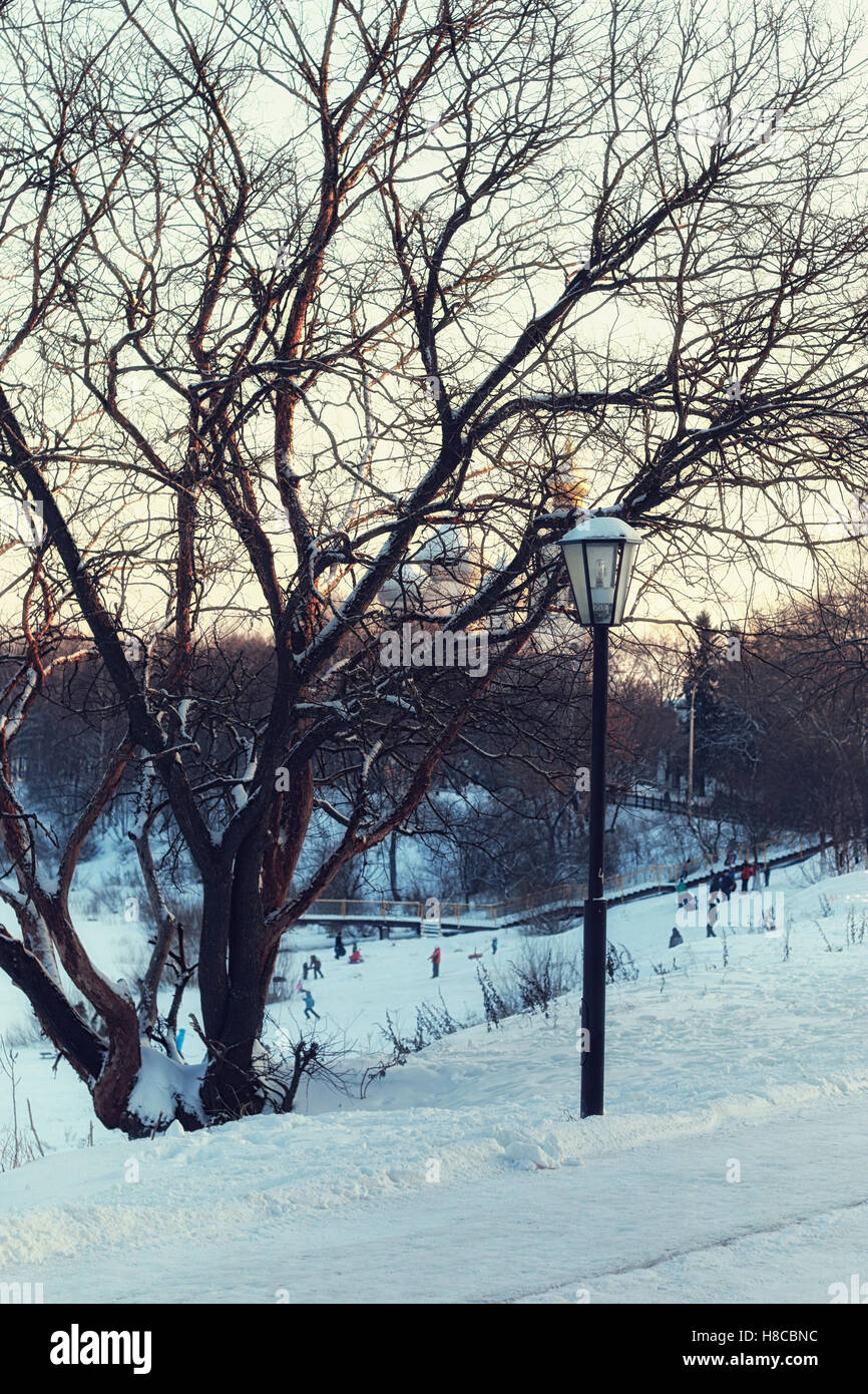 Winter street light tree Stock Photo - Alamy