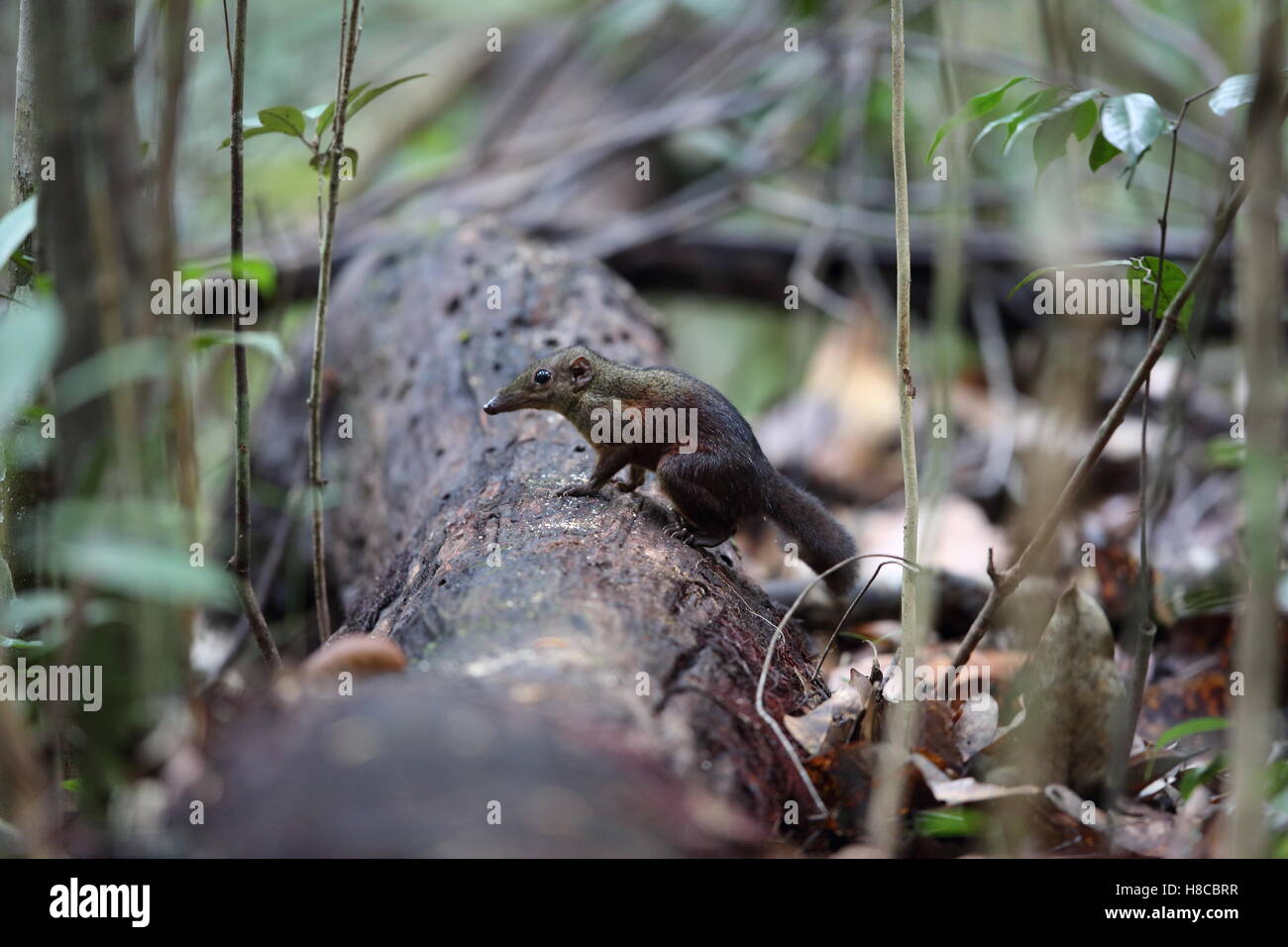 Common Treeshrew (Tupaia glis) in Sabah, Borneo, Malaysia Stock Photo ...
