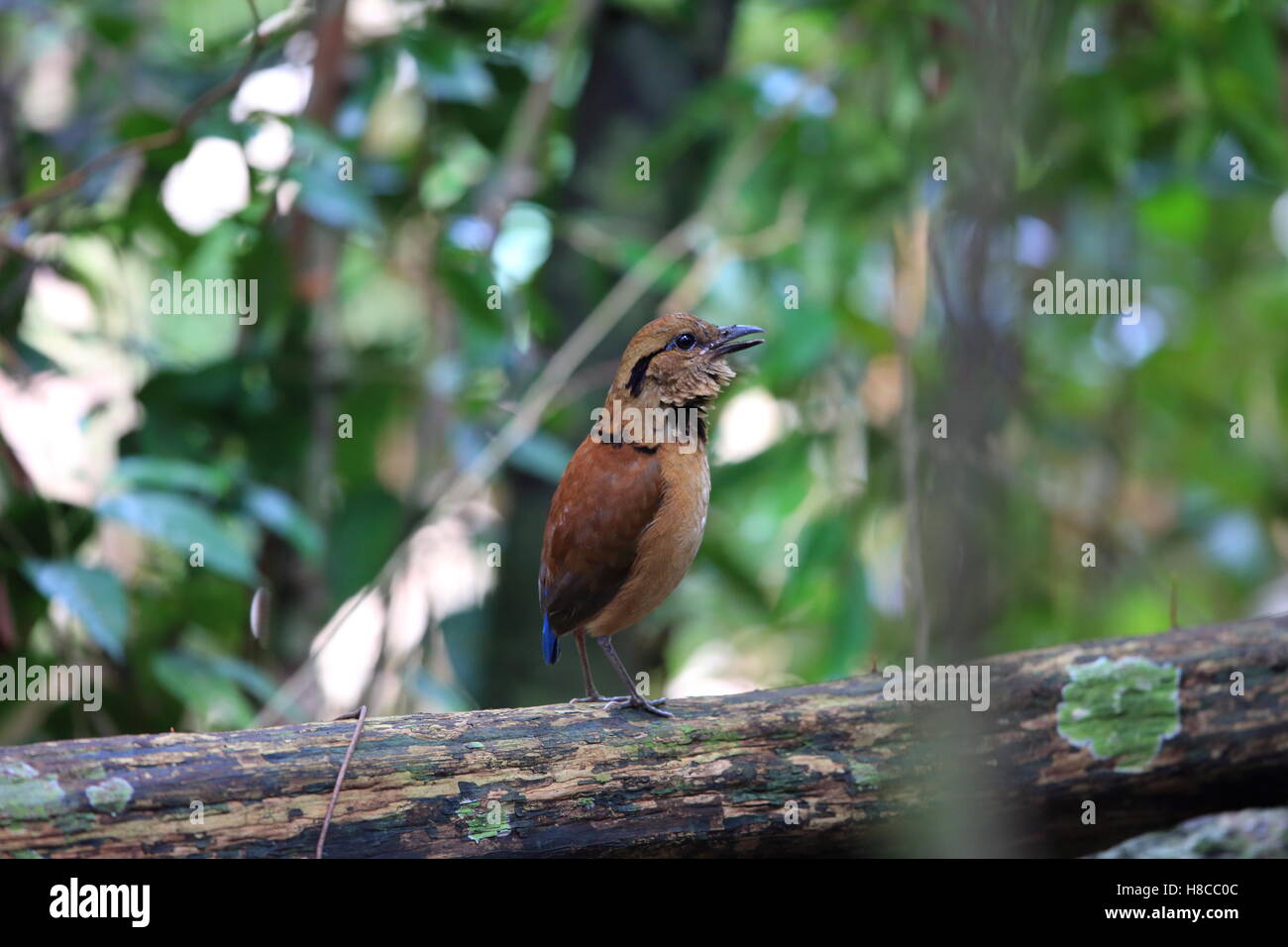 Giant Pitta (Hydrornis caeruleus) in Sabah, Borneo, Malaysia Stock ...