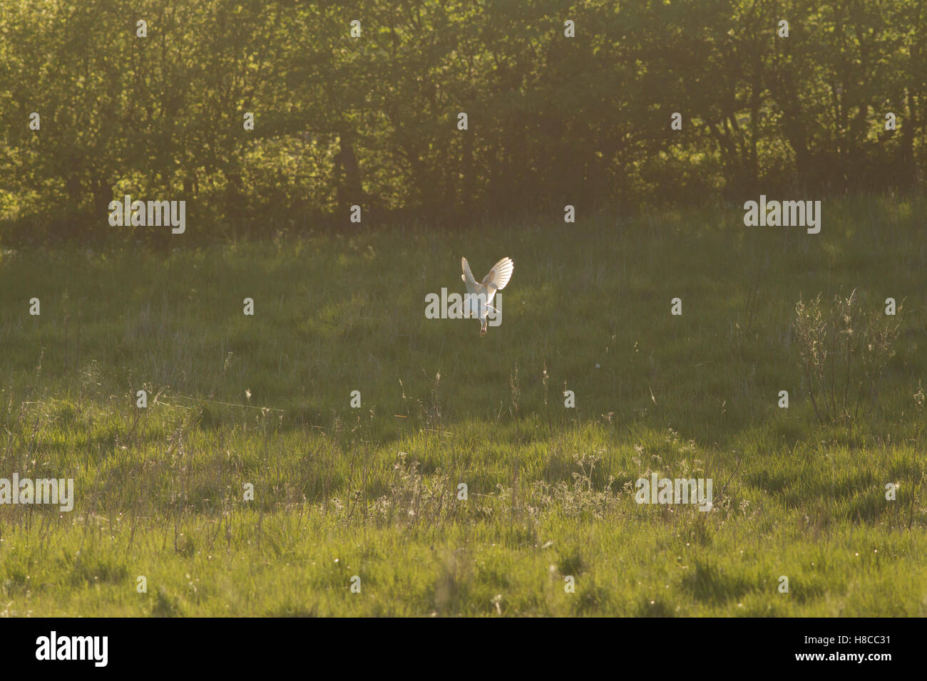 Barn Owl (Tyto alba) adult, hunting over rough fields and hedgerows ...
