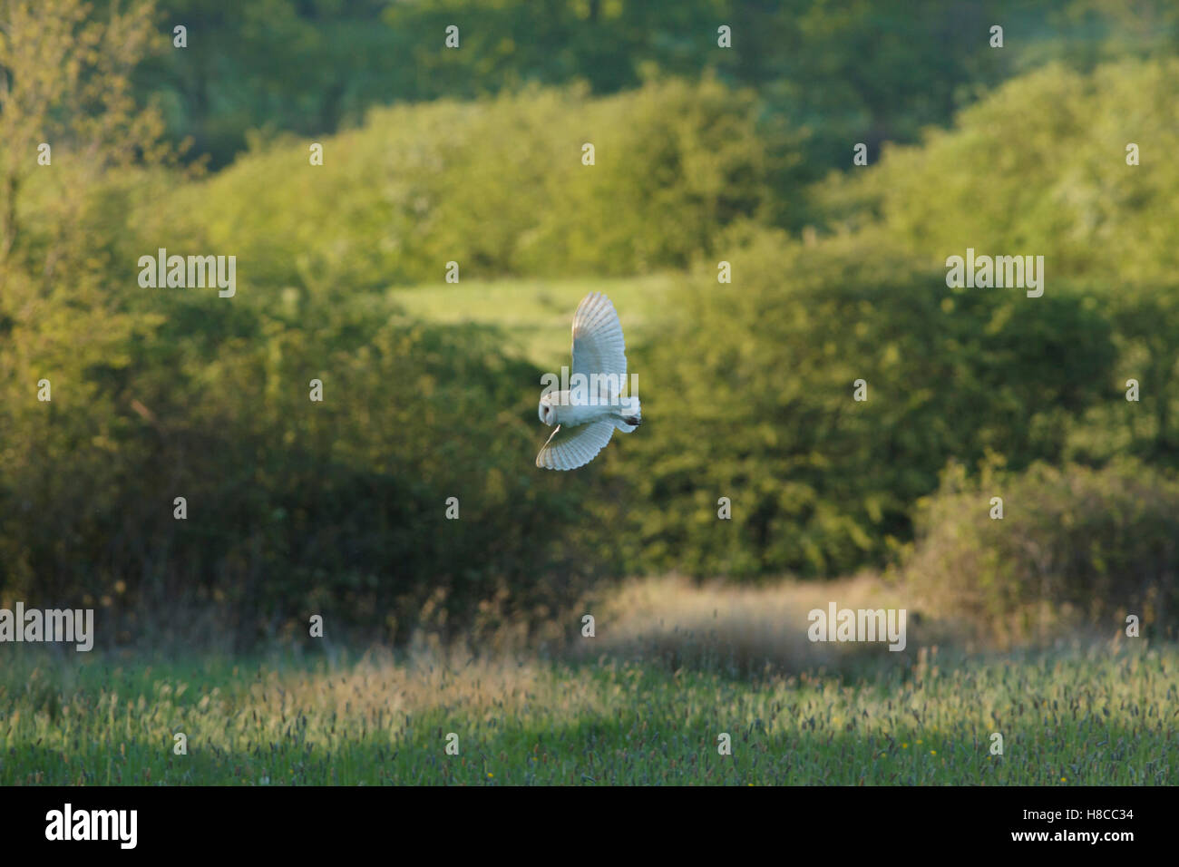 Barn Owl (Tyto alba) adult, hunting over rough fields and hedgerows ...