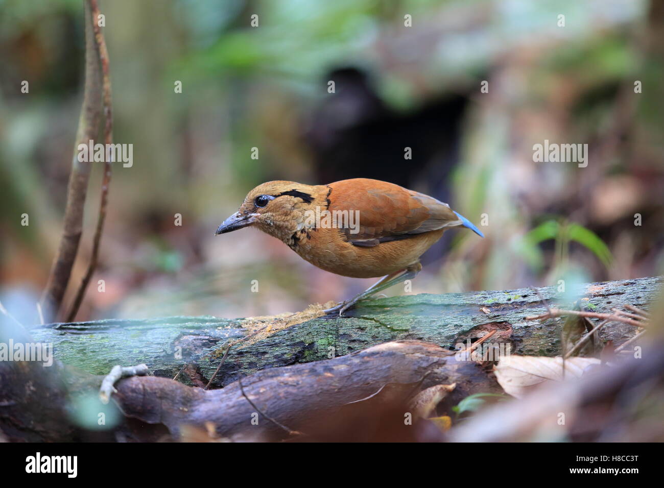 Giant Pitta (Hydrornis caeruleus) in Sabah, Borneo, Malaysia Stock ...