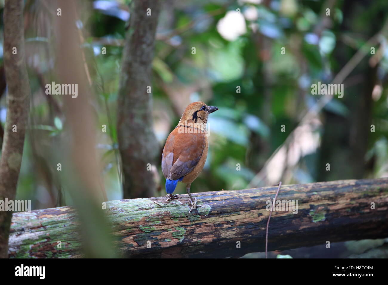 Giant Pitta (Hydrornis caeruleus) in Sabah, Borneo, Malaysia Stock ...