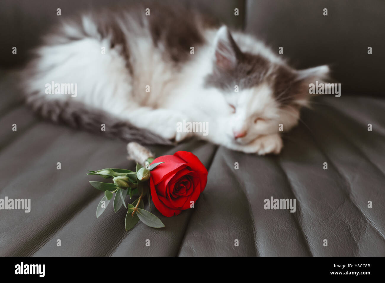 Cat sleeping on sofa Stock Photo - Alamy